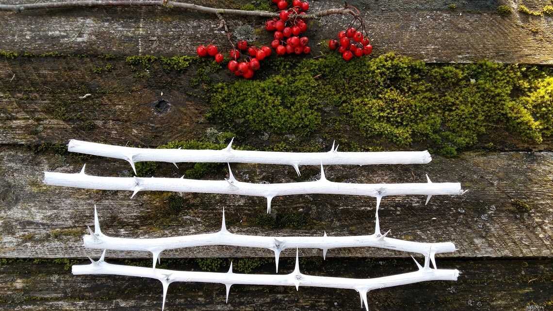 White Sticks Thorns Thorn Tree Branches Acacia Wood Natural | Etsy