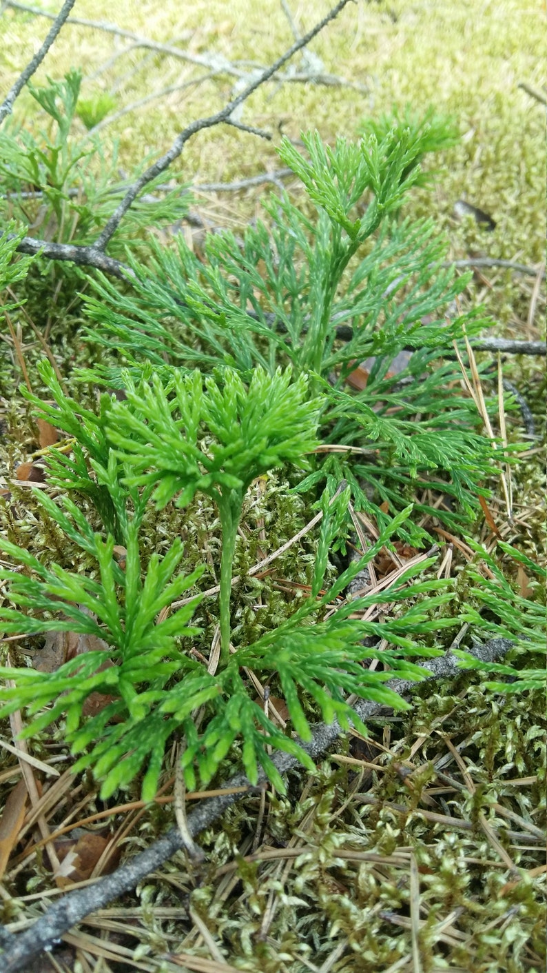 Clubmoss Fan Club Moss Evergreen Dried Botanicals Bouquet - Etsy