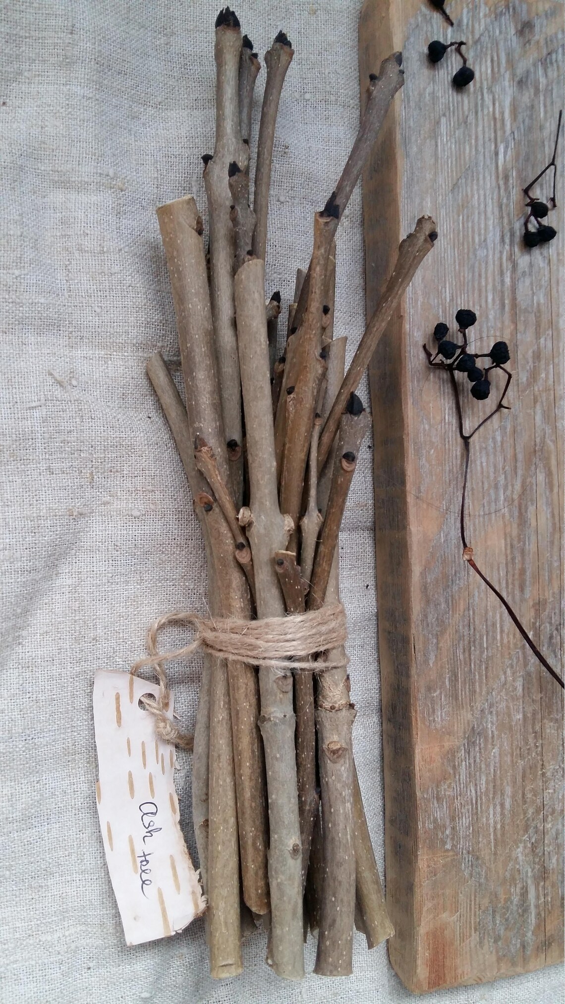 Ash Branches European Ash Tree Twigs Sticks Sacred Wood Magic | Etsy