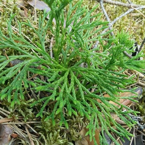 Clubmoss Fan Club Moss Evergreen Dried Botanicals Bouquet - Etsy