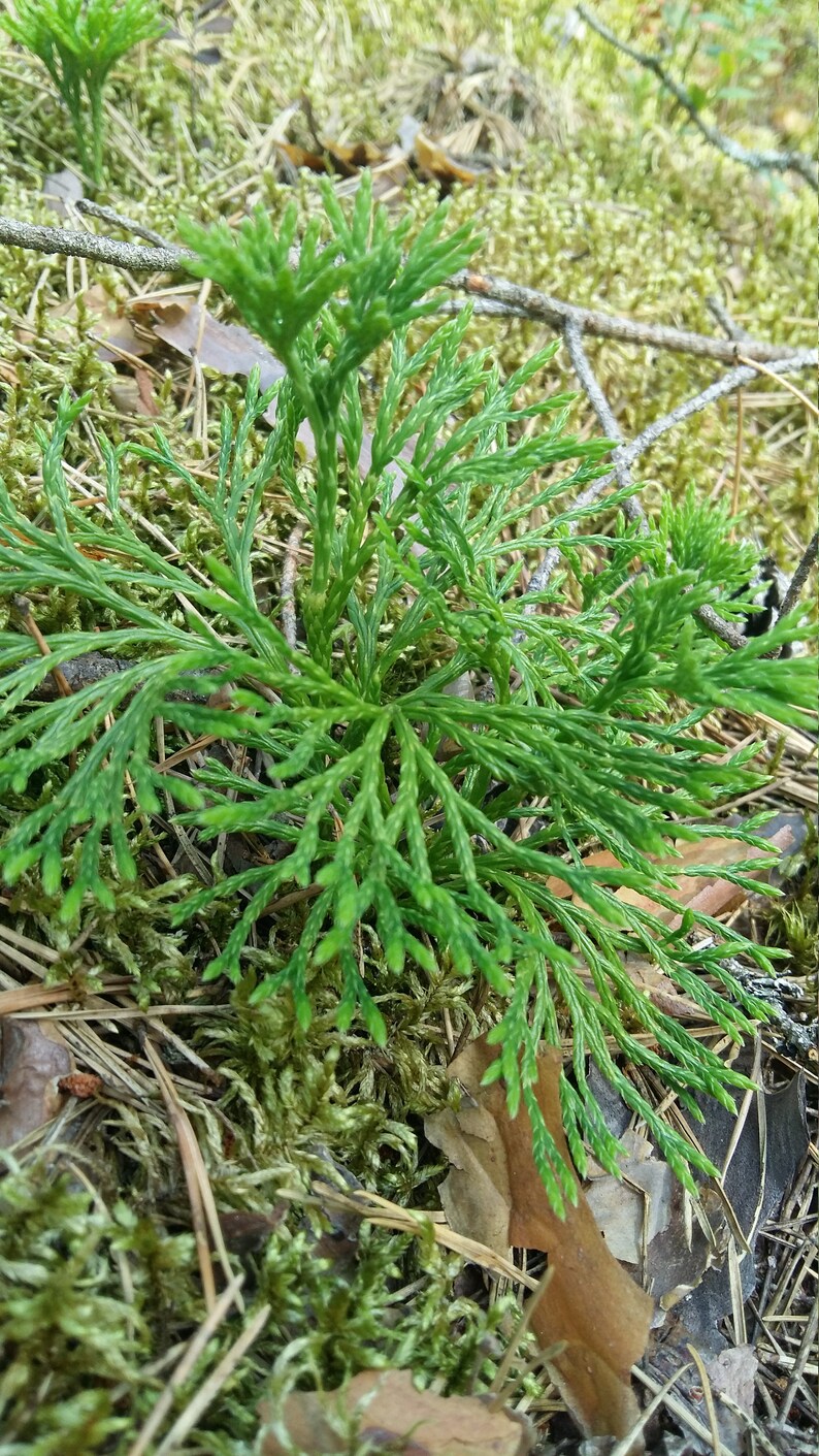 Clubmoss Fan Club Moss Evergreen Dried Botanicals Bouquet - Etsy