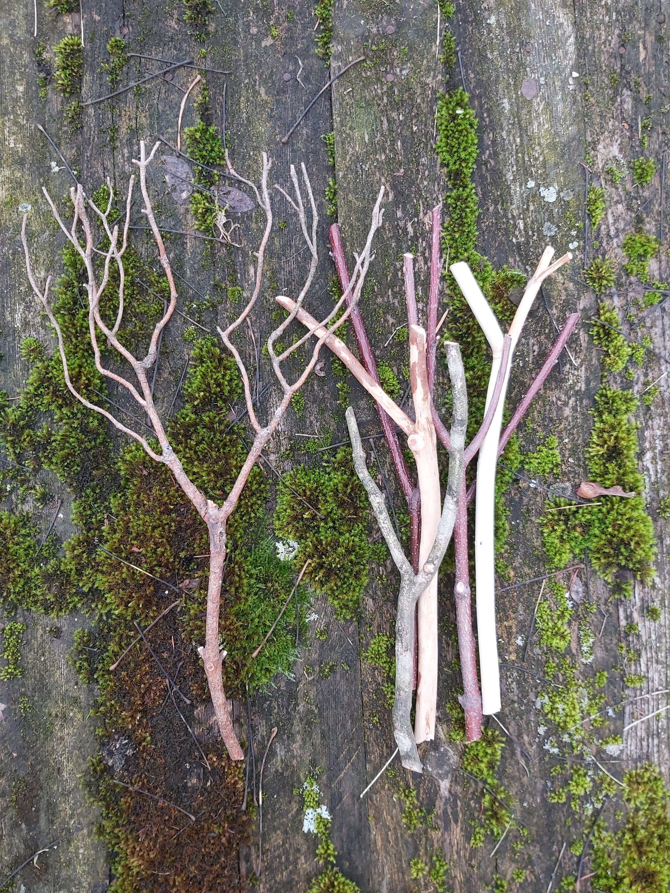 Tree Branch Stick