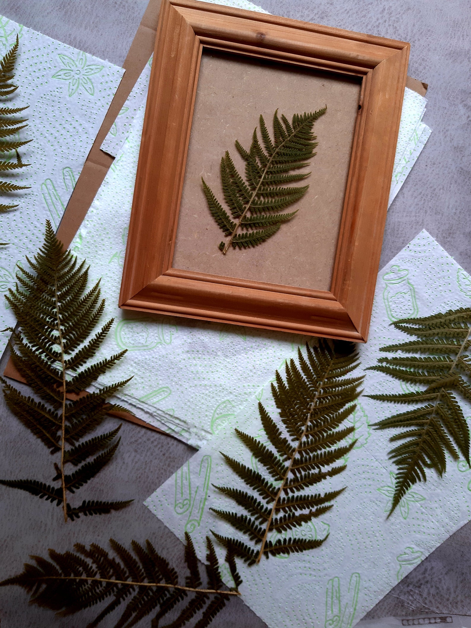 Pressed Fern Natural Plant Leafs Herbarium 6 Real Dried Green | Etsy