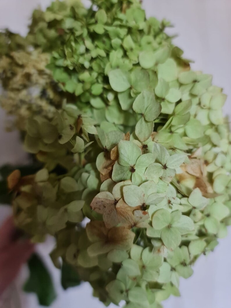 Dried Hydrangea Flowers Bouquet Pale Green Beige Hortensia - Etsy