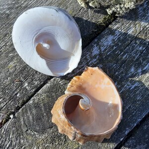 Beach Sea Shell Collection Set Natural Nautical Coastal - Etsy