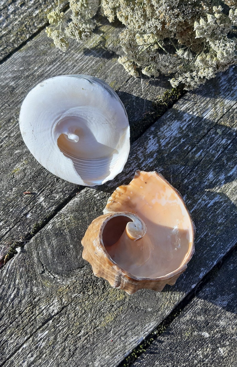 Beach Sea Shell Collection Set Natural Nautical Coastal - Etsy