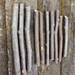 Ogham Set Supplies Wood Sticks Branches Twigs Natural Alder Tree Wooden ...