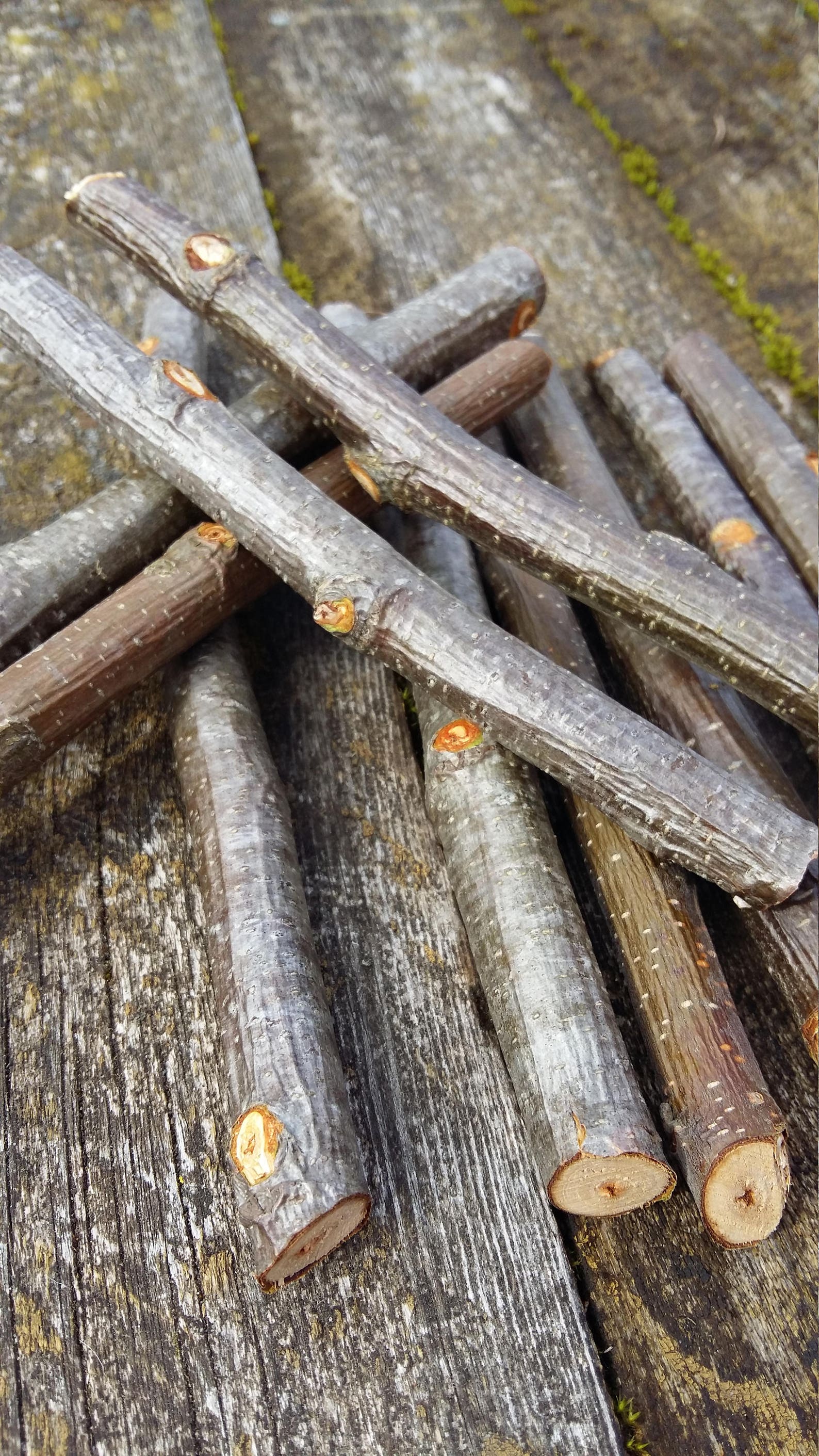 Ogham Set Supplies Wood Sticks Branches Twigs Natural Alder | Etsy