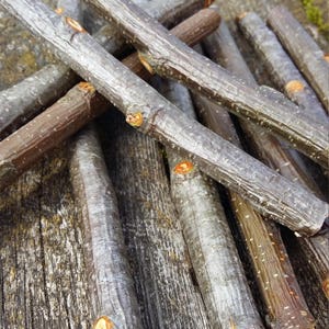 Ogham Set Supplies Wood Sticks Branches Twigs Natural Alder Tree Wooden ...