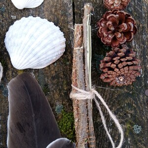 Nature Curiosity Collection Set Curio Shelf Starter Kit Natural ...