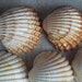 16 Sea Shells Collection Set Natural Supply Coastal Beach - Etsy