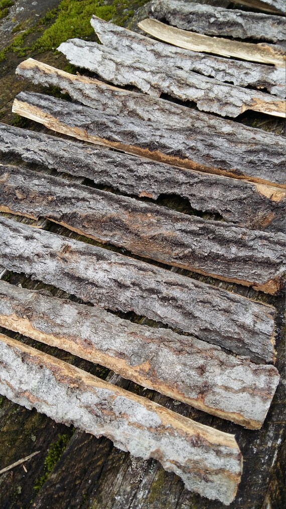 natural bark wood bark pieces decorative real bark slices | Etsy