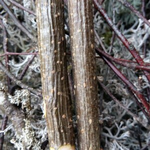 Magick Wand Rowan Wood Magickal Wand Sacred Tree Celtic Druid Shaman ...