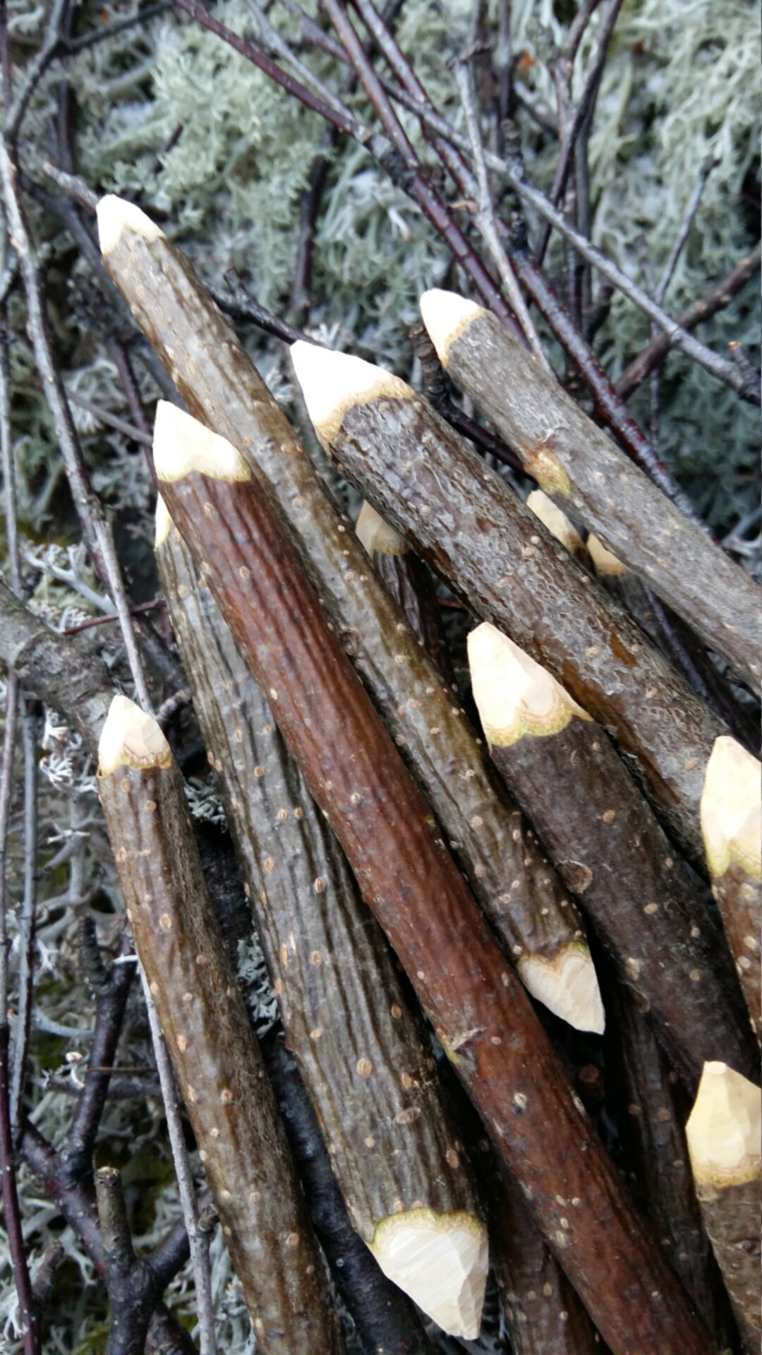 Magick Wand Rowan Wood Magickal Wand Sacred Tree Celtic Druid Shaman ...