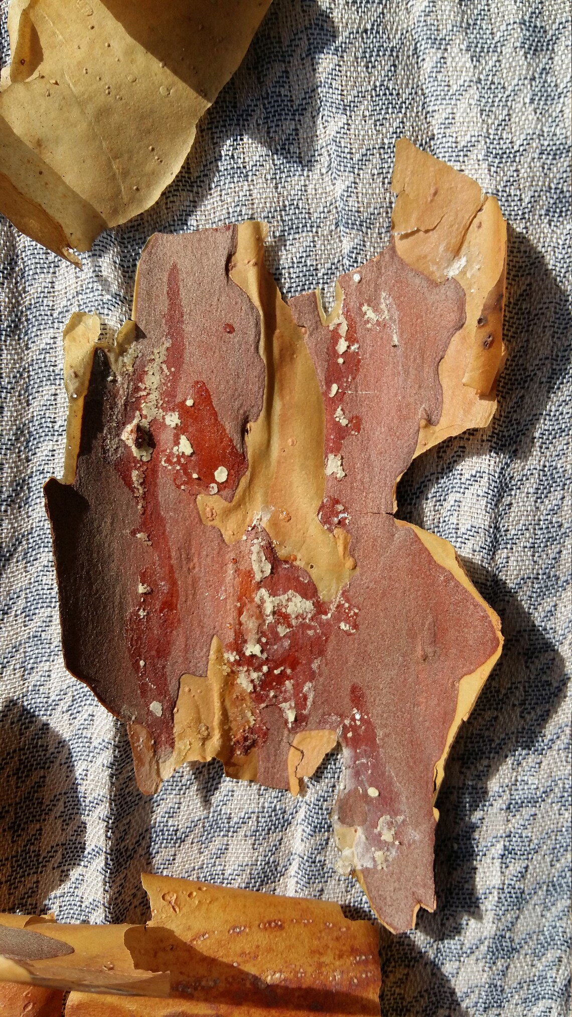 Natural Bark Art Craft DIY Projects Supplies Pine Tree Bark | Etsy