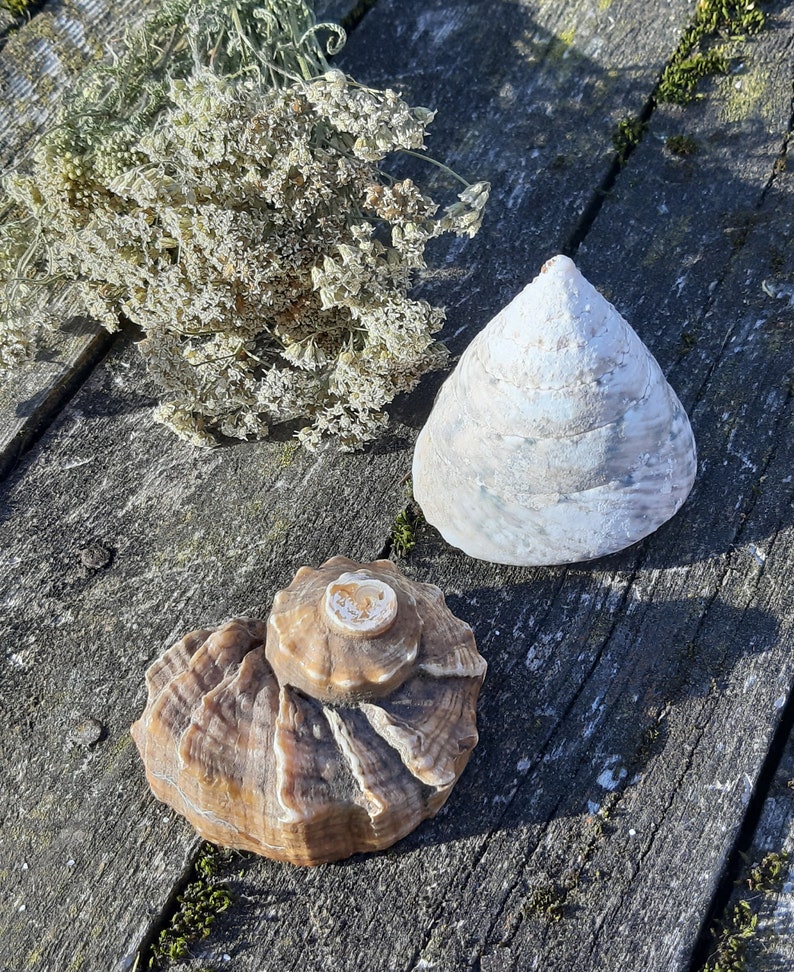 Beach Sea Shell Collection Set Natural Nautical Coastal - Etsy