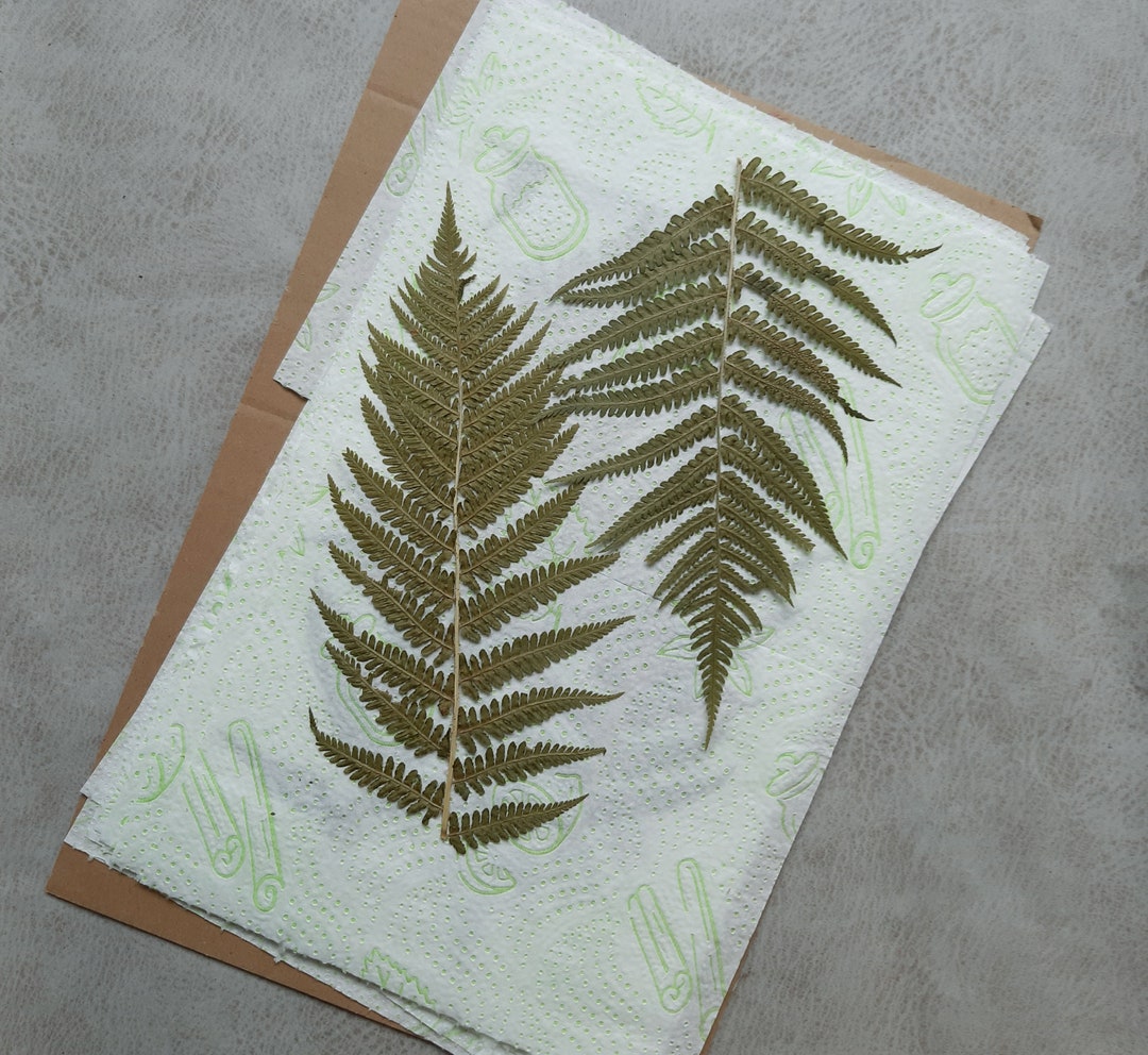 Pressed Fern Natural Plant Leafs Herbarium 6 Real Dried Green - Etsy