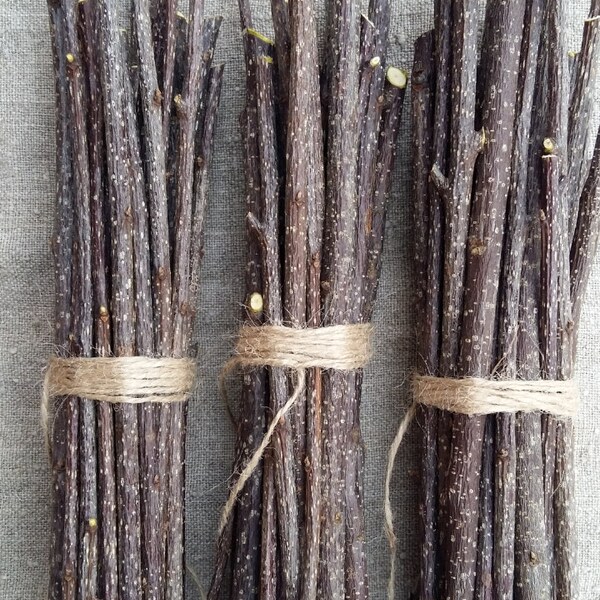 Alder Branches - Etsy