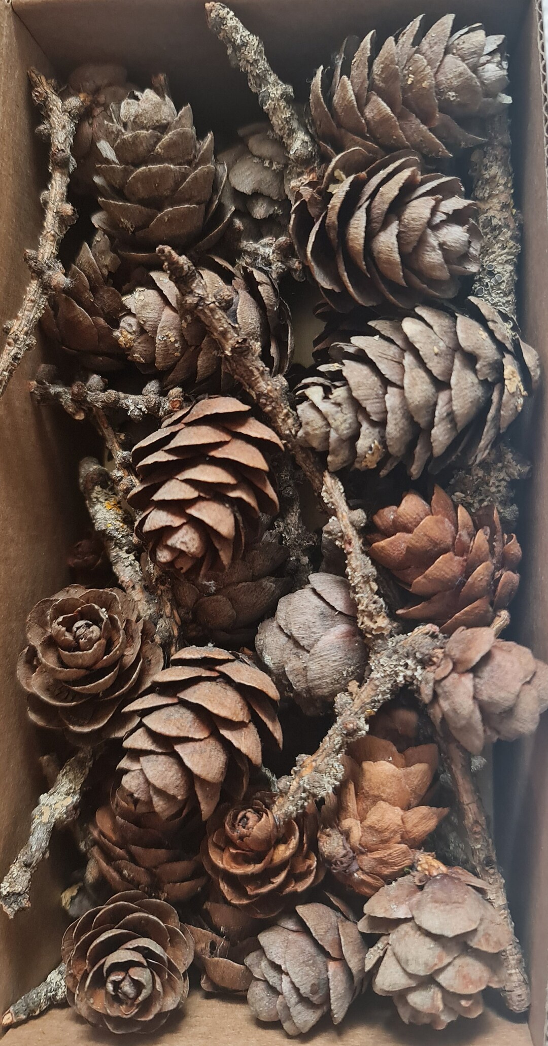 Small Craft Cones With Twigs Natural Larch Cones on Branches Primitive ...