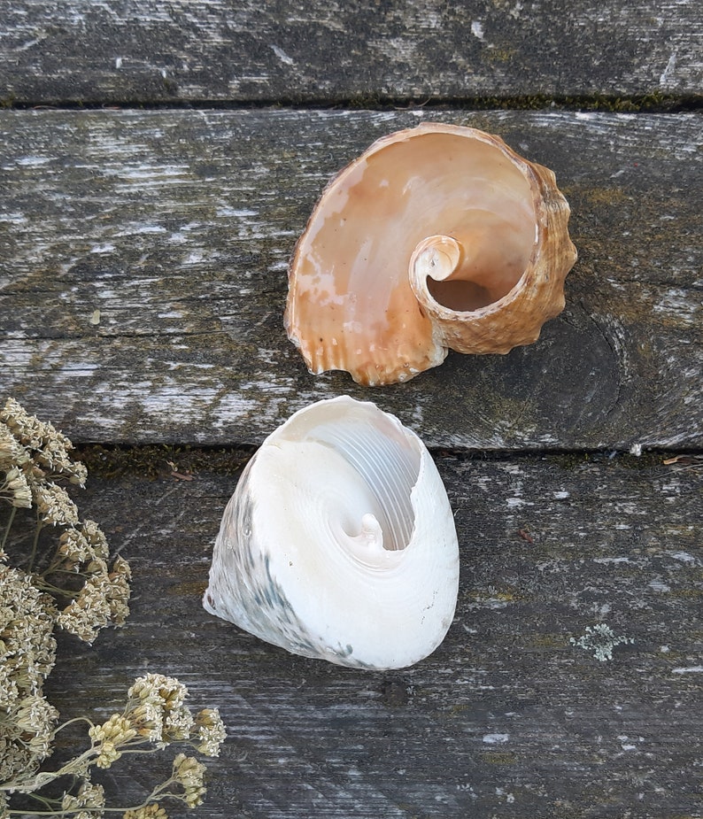 Beach Sea Shell Collection Set Natural Nautical Coastal - Etsy