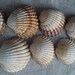 16 Sea Shells Collection Set Natural Supply Coastal Beach - Etsy