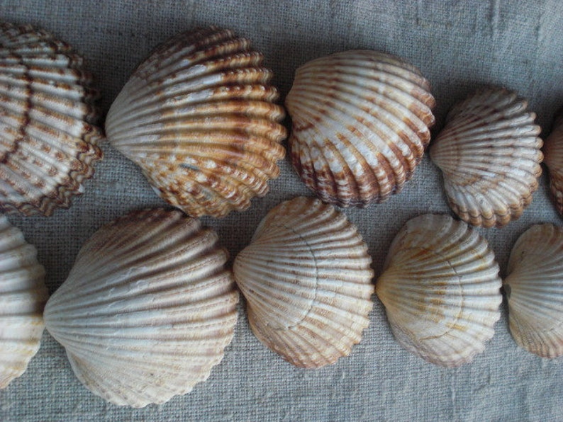 16 sea shells collection set natural supply coastal beach | Etsy