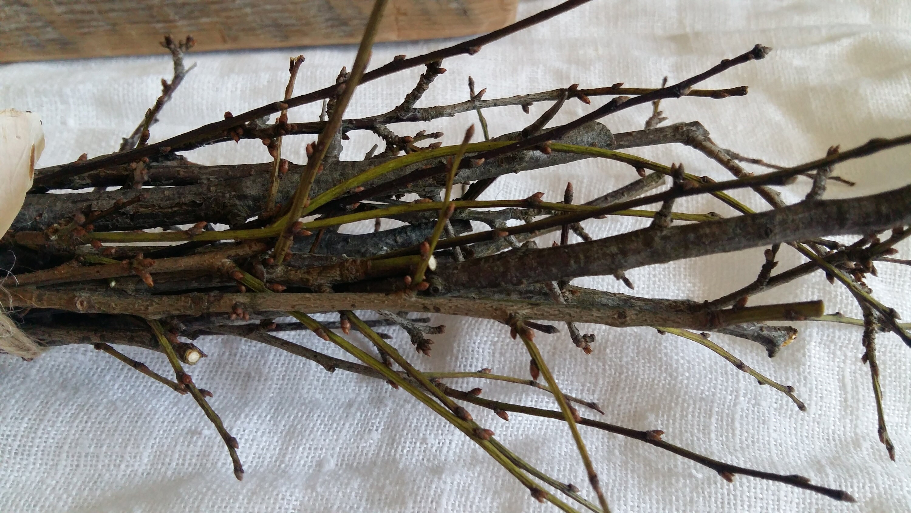Wild Plum Twigs Branches Natural Tree Twigs Wood Sticks Bunch - Etsy Canada
