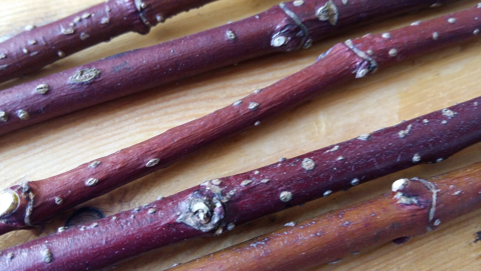 Craft sticks red dogwood tree wood branches sticks rustic home | Etsy