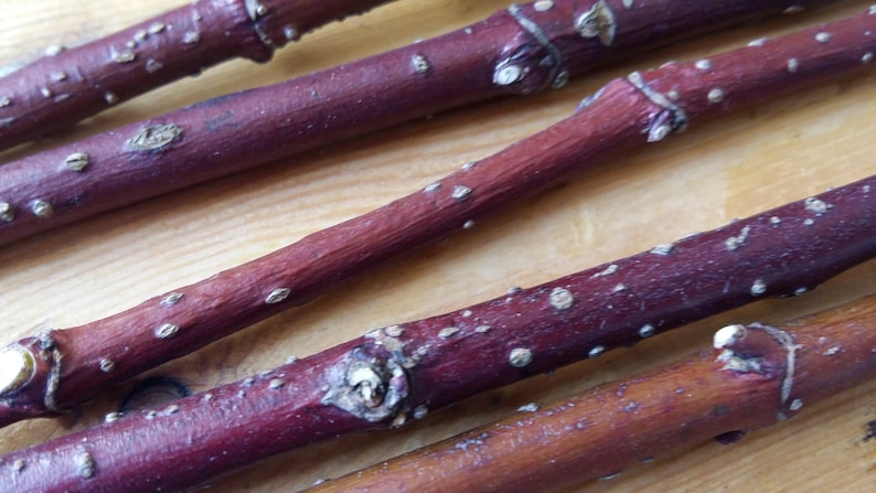 Craft Sticks Red Dogwood Tree Wood Branches Sticks Rustic Home - Etsy