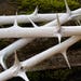 White Sticks Thorns Thorn Tree Branches Acacia Wood Natural - Etsy