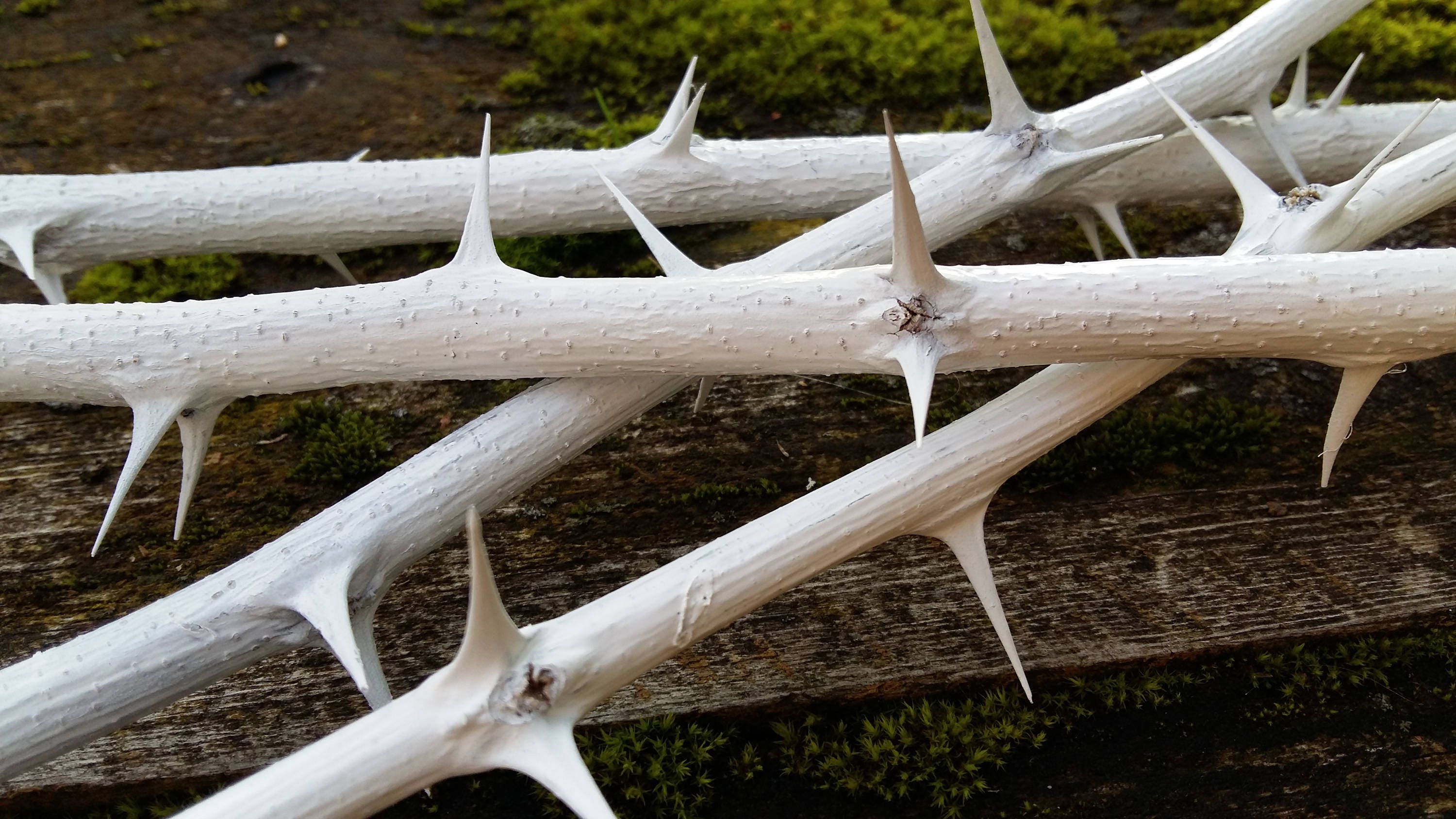 White sticks thorns thorn tree branches acacia wood natural | Etsy