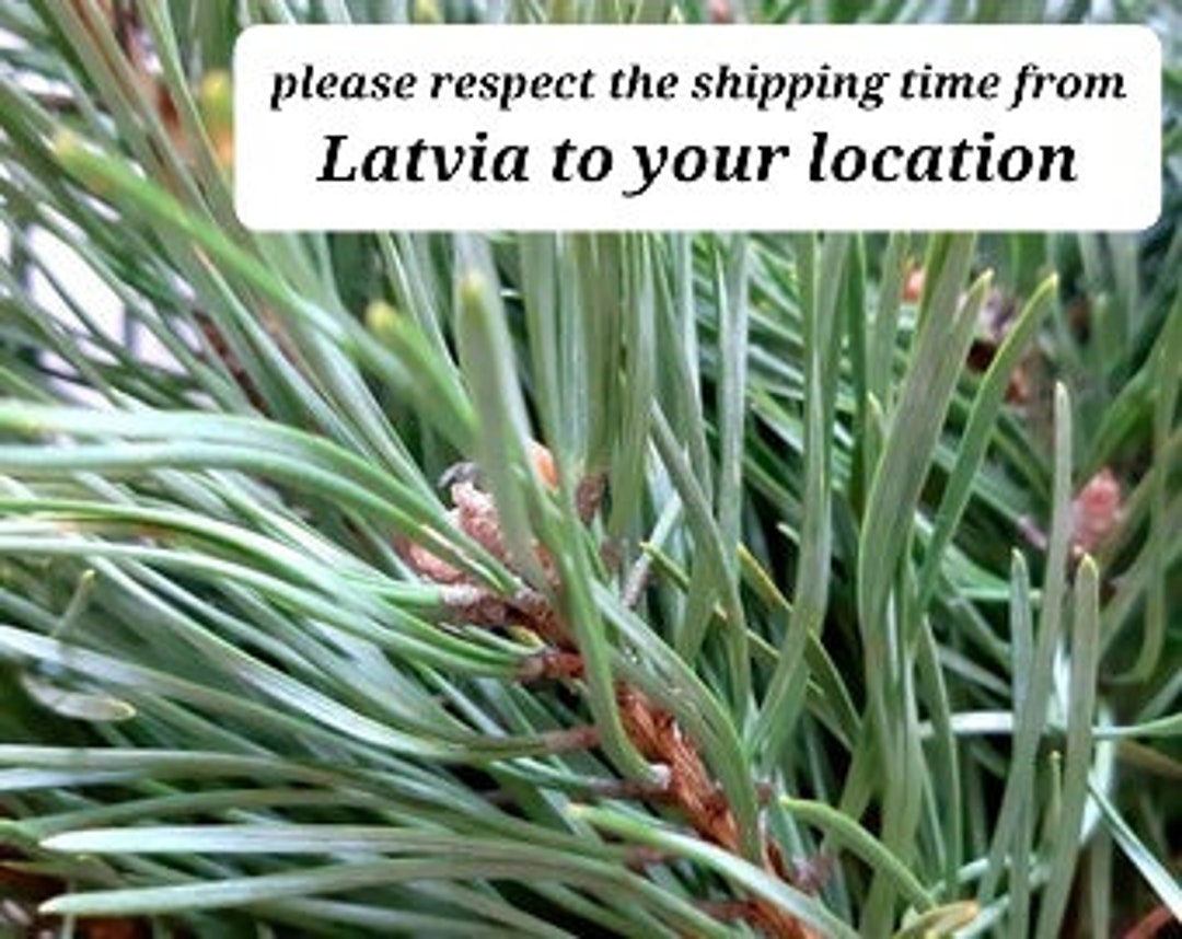 Garland Diy Set Real Natural Pine Tree Wood Branches Springs Evergreen ...