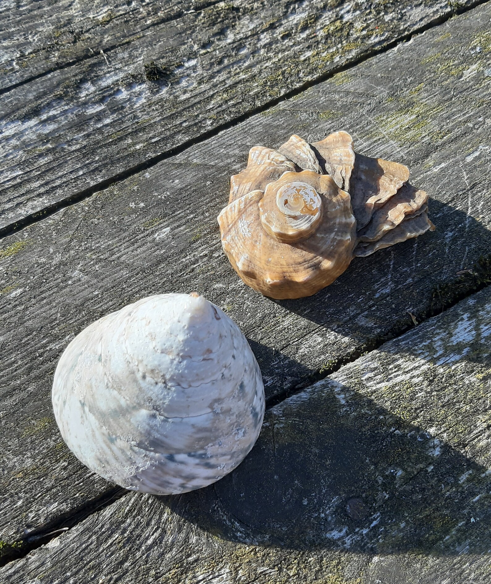 Beach sea shell collection set natural nautical coastal | Etsy