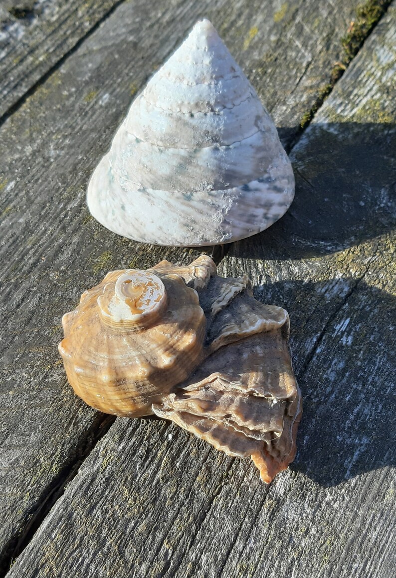Beach Sea Shell Collection Set Natural Nautical Coastal - Etsy