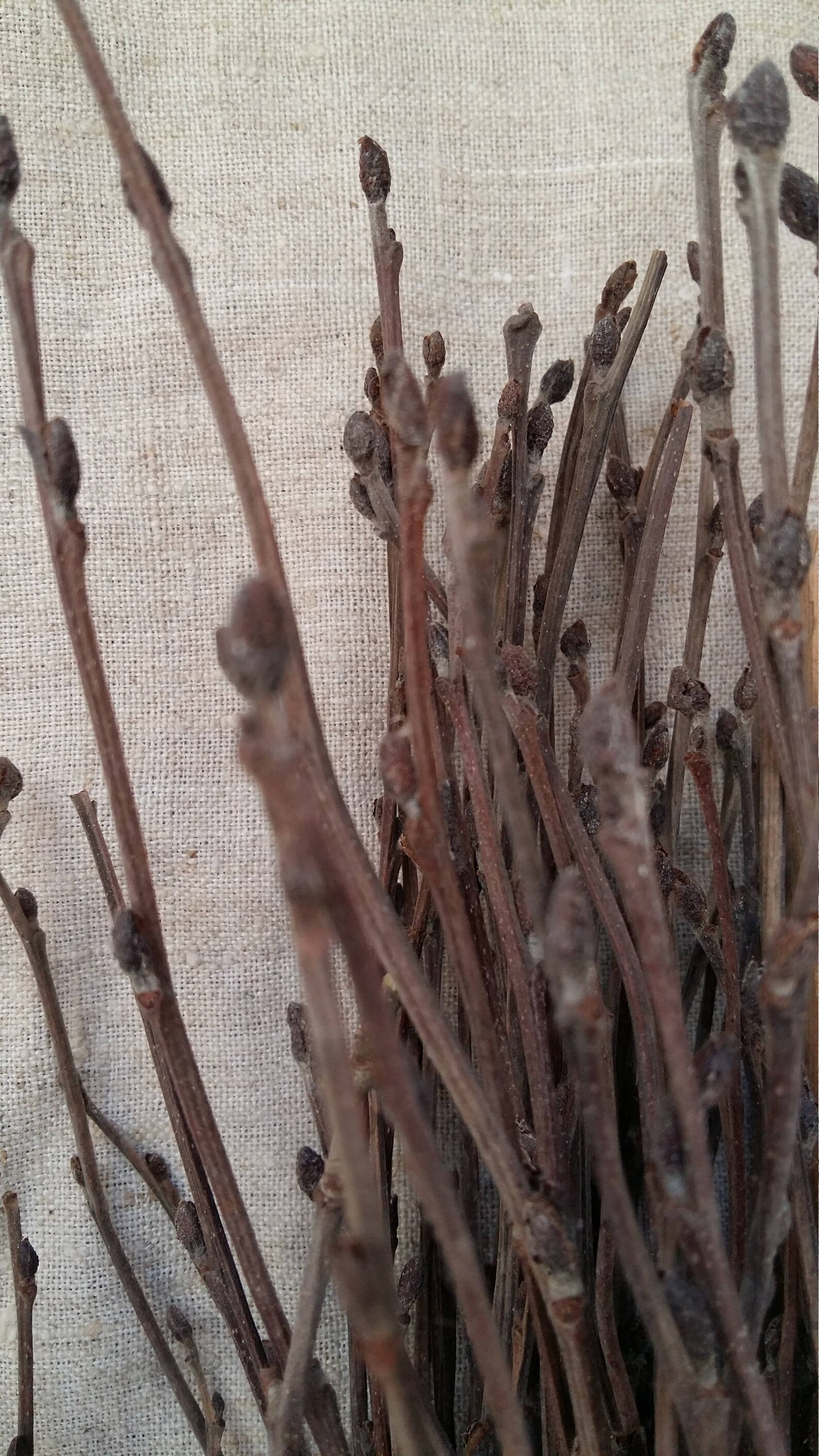 Tree branches bouquet decor natural twig springs alder wood | Etsy