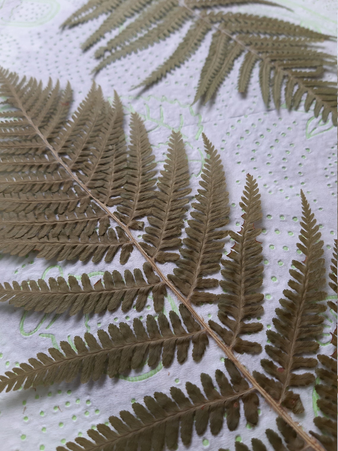 Pressed Fern Natural Plant Leafs Herbarium 6 Real Dried Green - Etsy