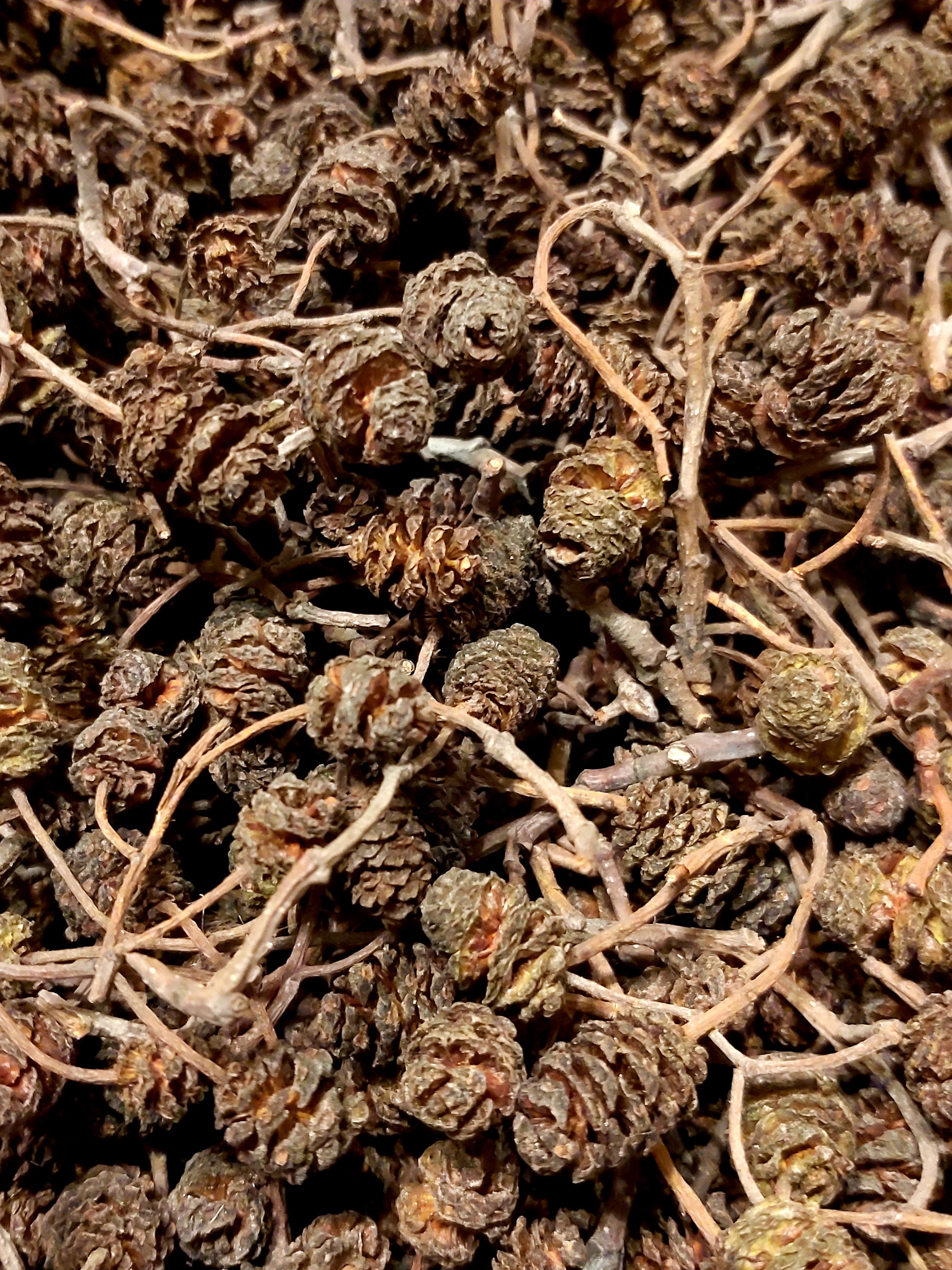 Alder Cones Small Cones for Craft Mini Pine Cones Decoration - Etsy ...