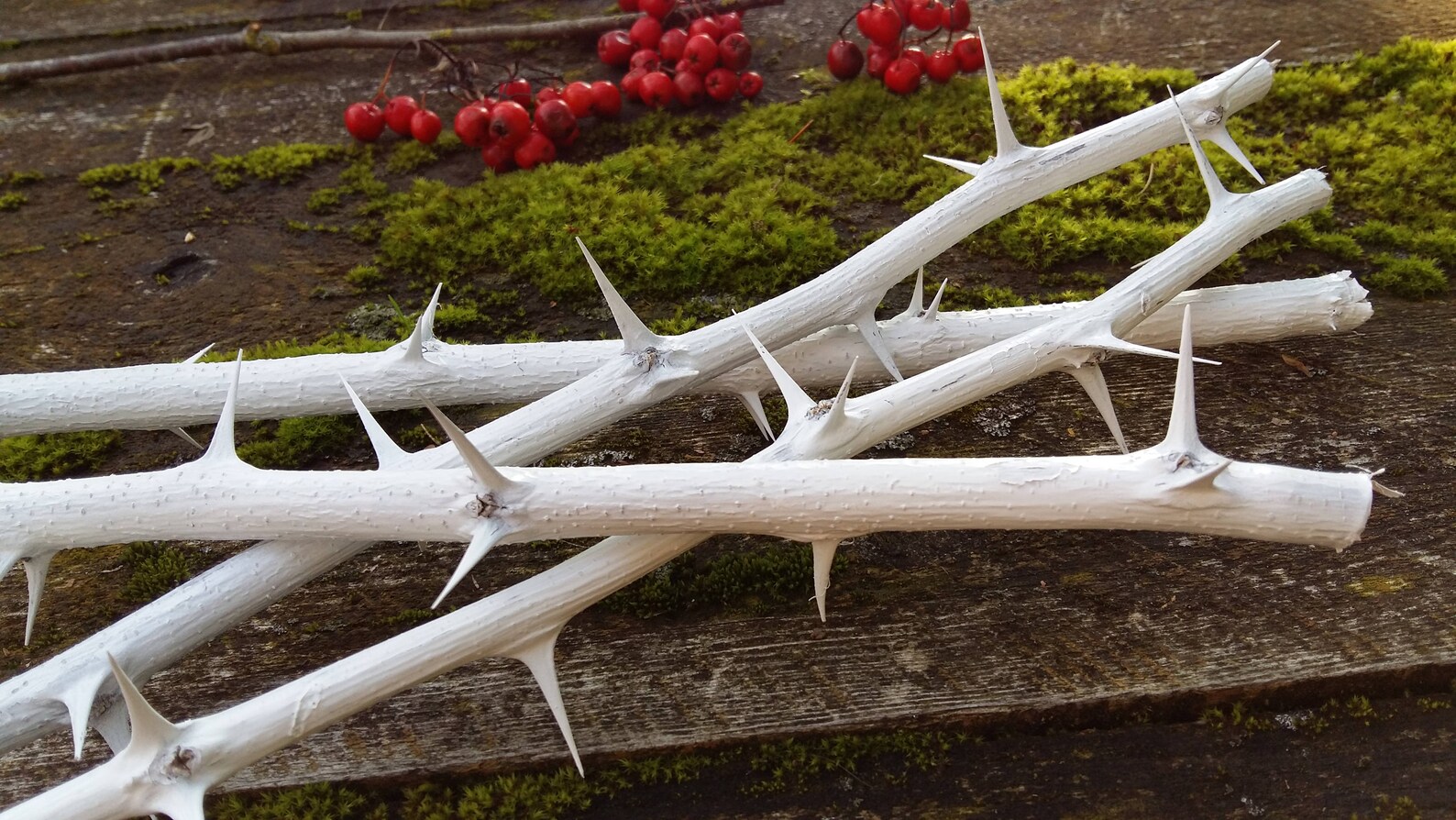 White Sticks Thorns Thorn Tree Branches Acacia Wood Natural | Etsy