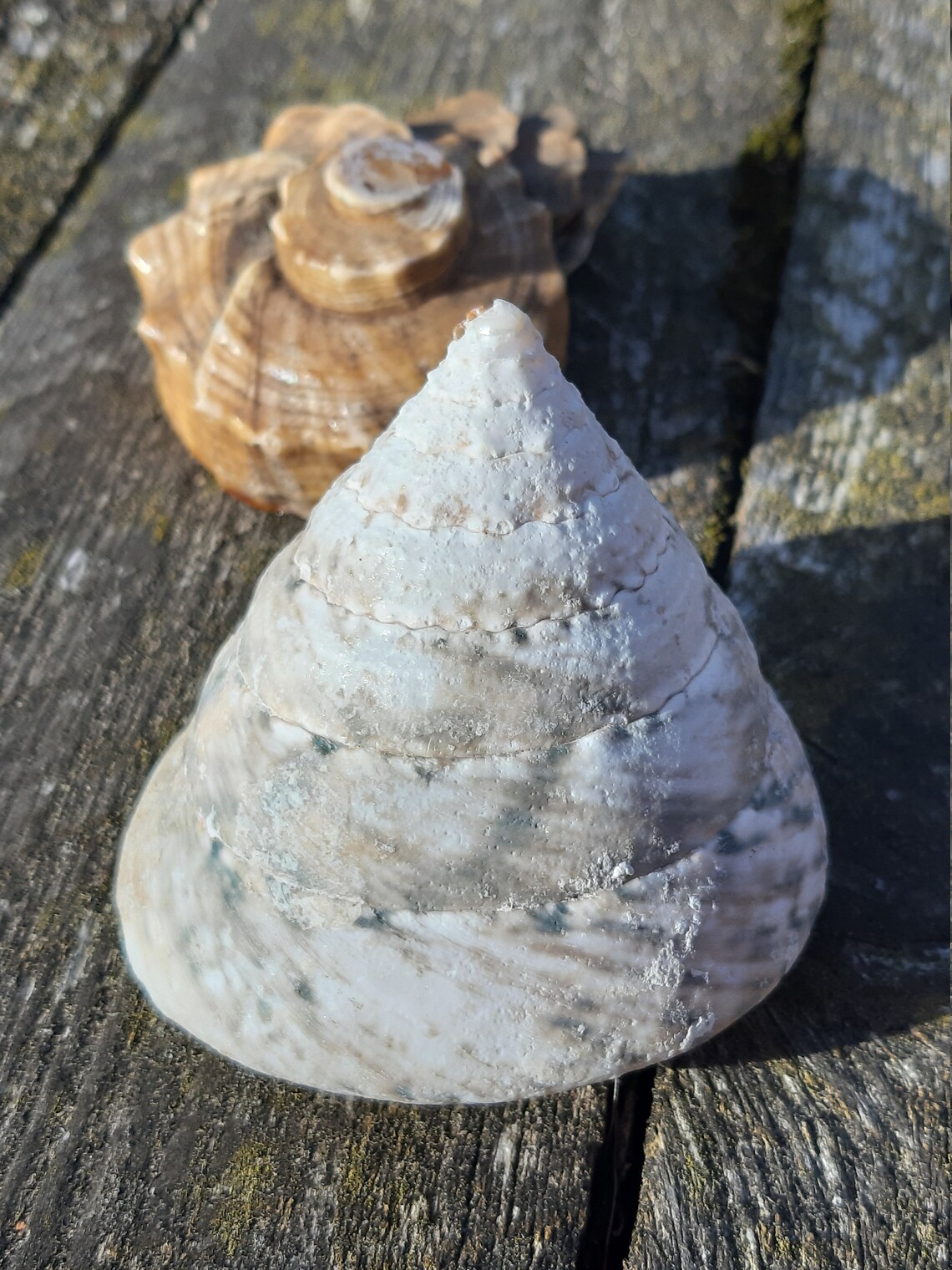 Beach Sea Shell Collection Set Natural Nautical Coastal | Etsy