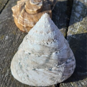 Beach Sea Shell Collection Set Natural Nautical Coastal - Etsy