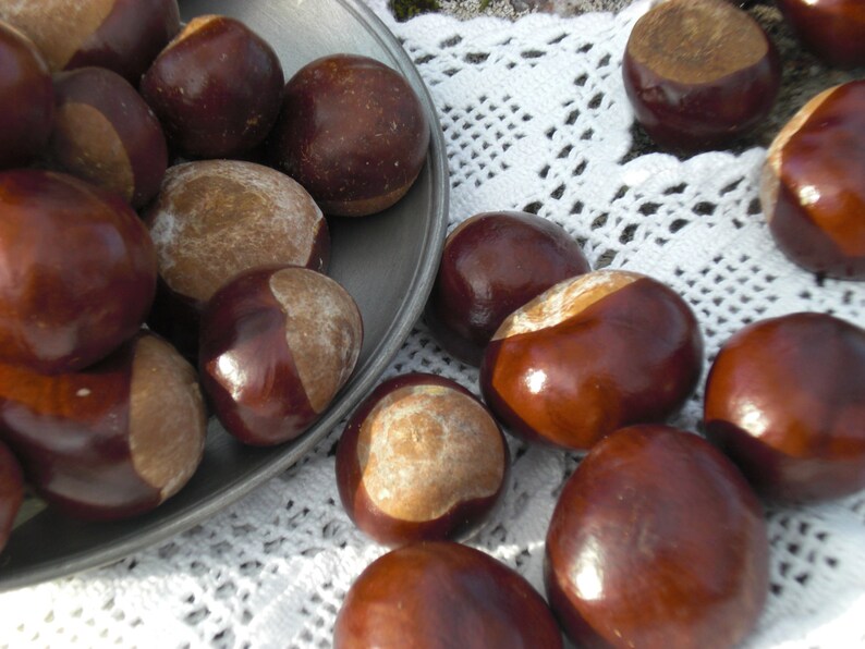 Horse Chestnuts Natural Craft Supply Real Dried Simple Rustic - Etsy