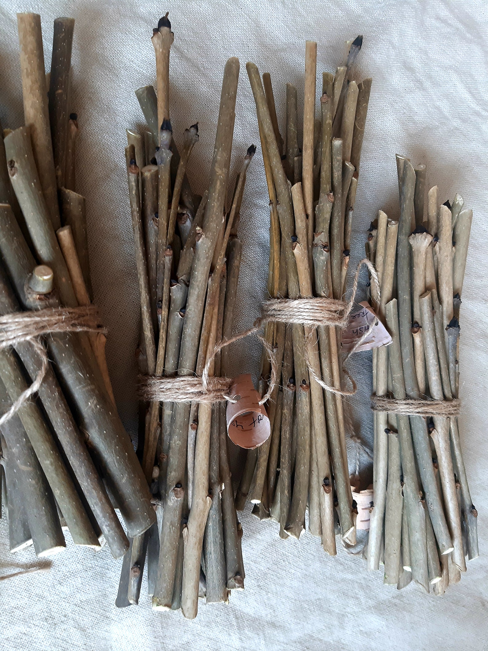 Ash Branches European Ash Tree Twigs Sticks Sacred Wood Magic | Etsy