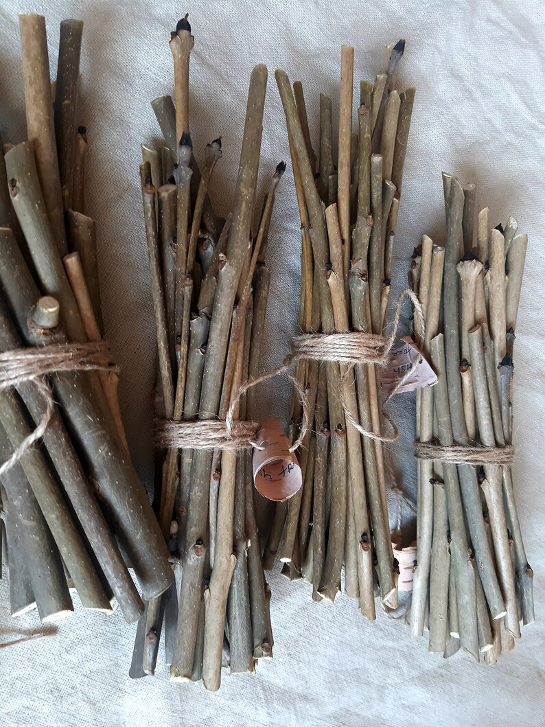 Ash Branches European Ash Tree Twigs Sticks Sacred Wood Magic | Etsy