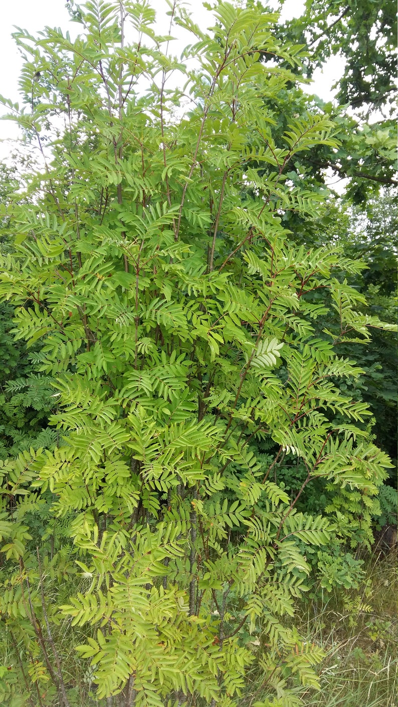 Rowan Wand Natural Rowan Tree Wood Sticks Mountain Ash Tree - Etsy