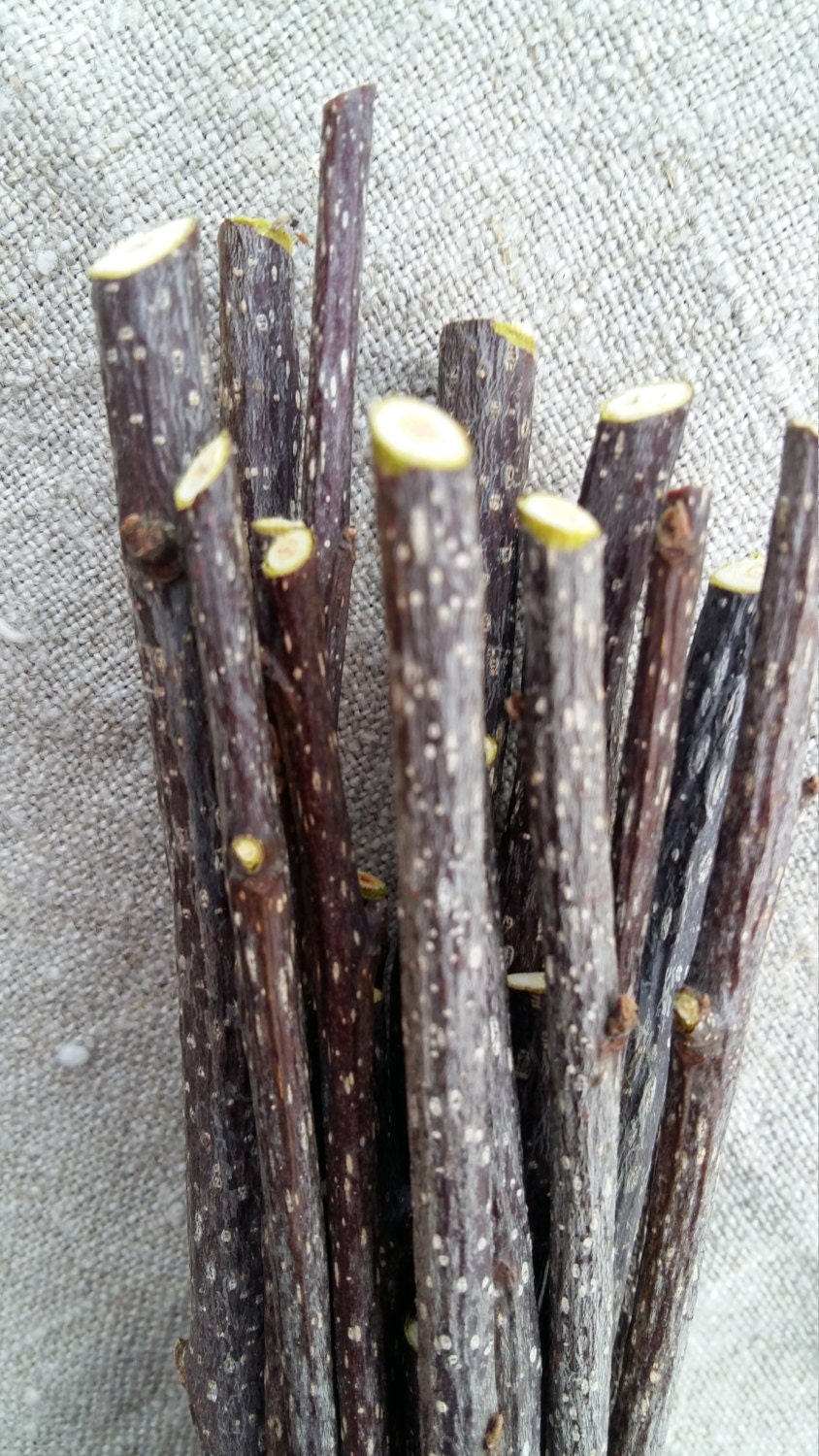 Bundle of Twigs Rustic Home Decor Botanical Tree Branches - Etsy Canada