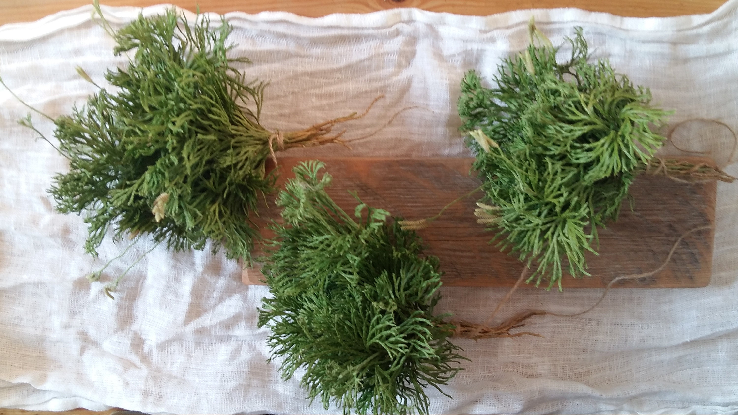Clubmoss Fan Club Moss Evergreen Dried Botanicals Bouquet - Etsy UK