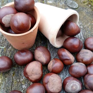 Horse Chestnuts Natural Craft Supply Real Dried Simple Rustic Fall ...