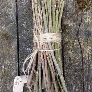 Fir Tree Abies Twigs Bundle Natural Branches Rustic Home Decor Woodland ...