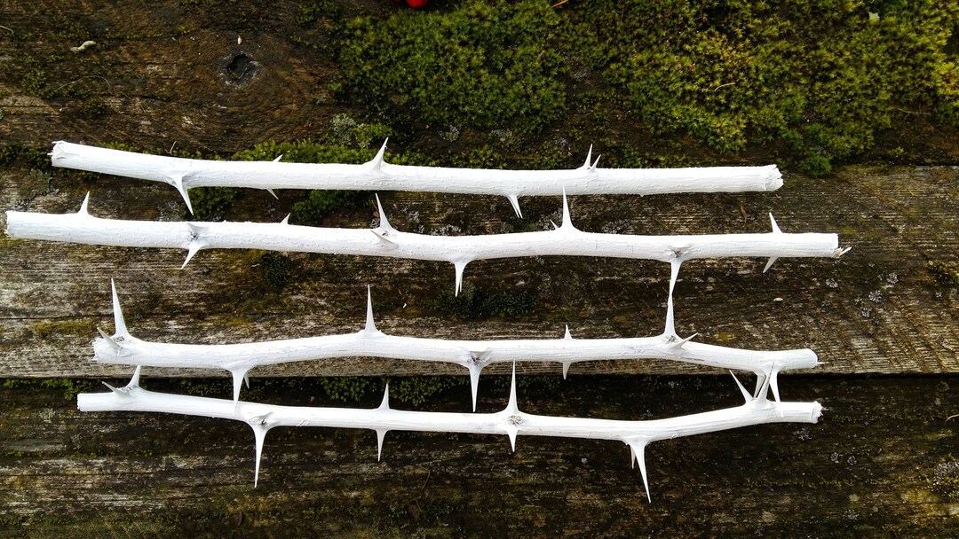 White Sticks Thorns Thorn Tree Branches Acacia Wood Natural Home Decor ...
