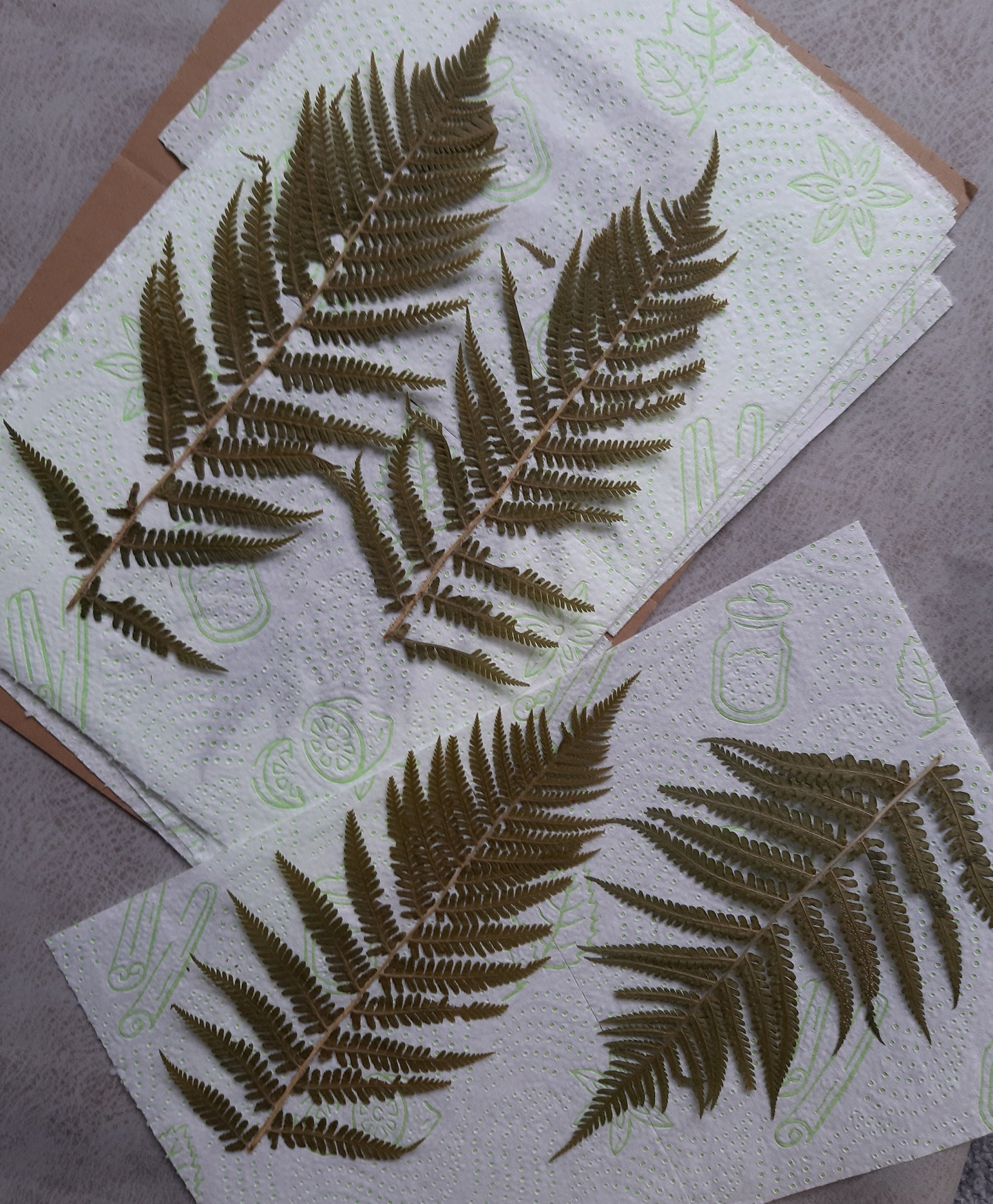 Pressed Fern Natural Plant Leafs Herbarium 6 Real Dried Green | Etsy